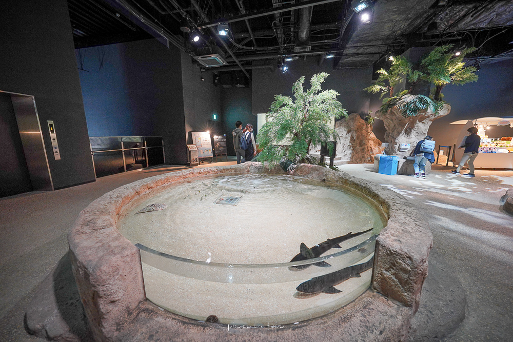 沖繩水族館【DMM Kariyushi水族館】摸魚看魚,可愛小動物園,大眾運輸,門票票價總整理 @小腹婆大世界